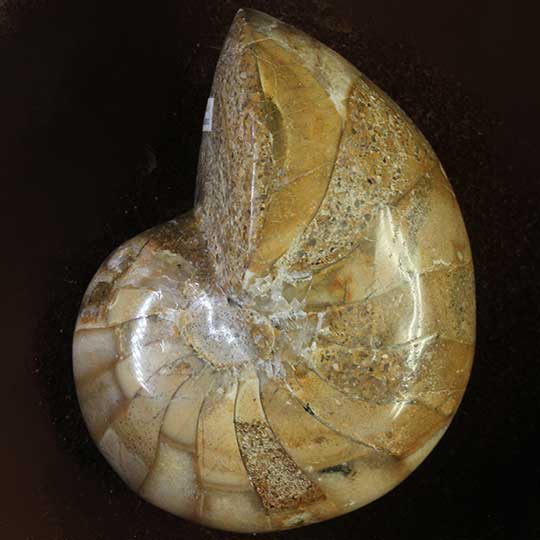 Nautilus and Ammonite Fossils & the Golden Ratio - Or - (How I came