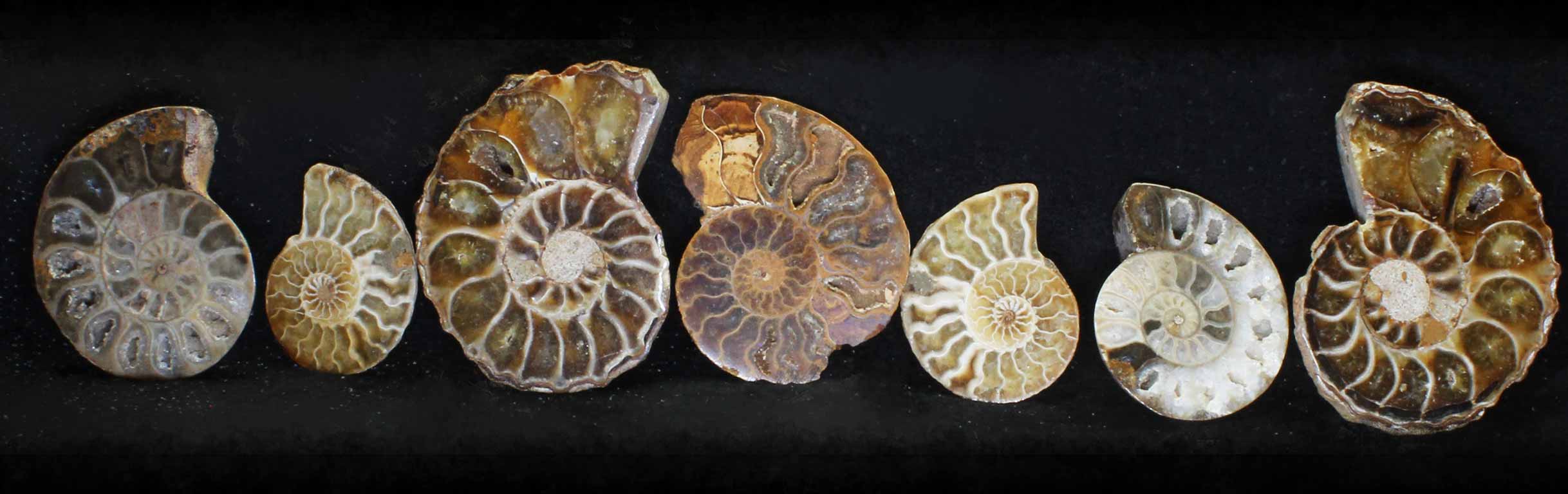 COLLECTABLE FOSSILS & LIFE FROM THE PAST