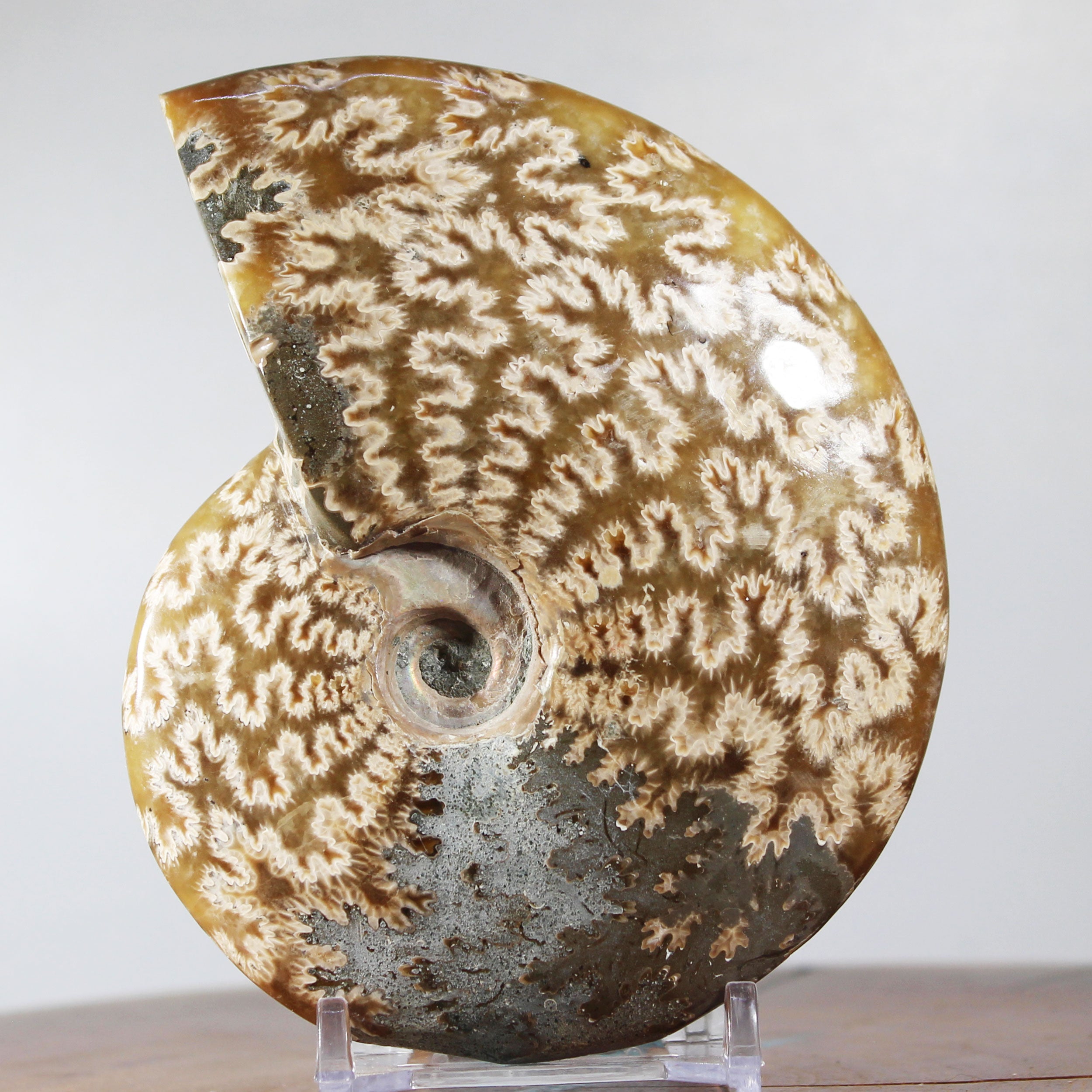 Ancient Ammonite Fossil Fish: Unique Madagascar Find