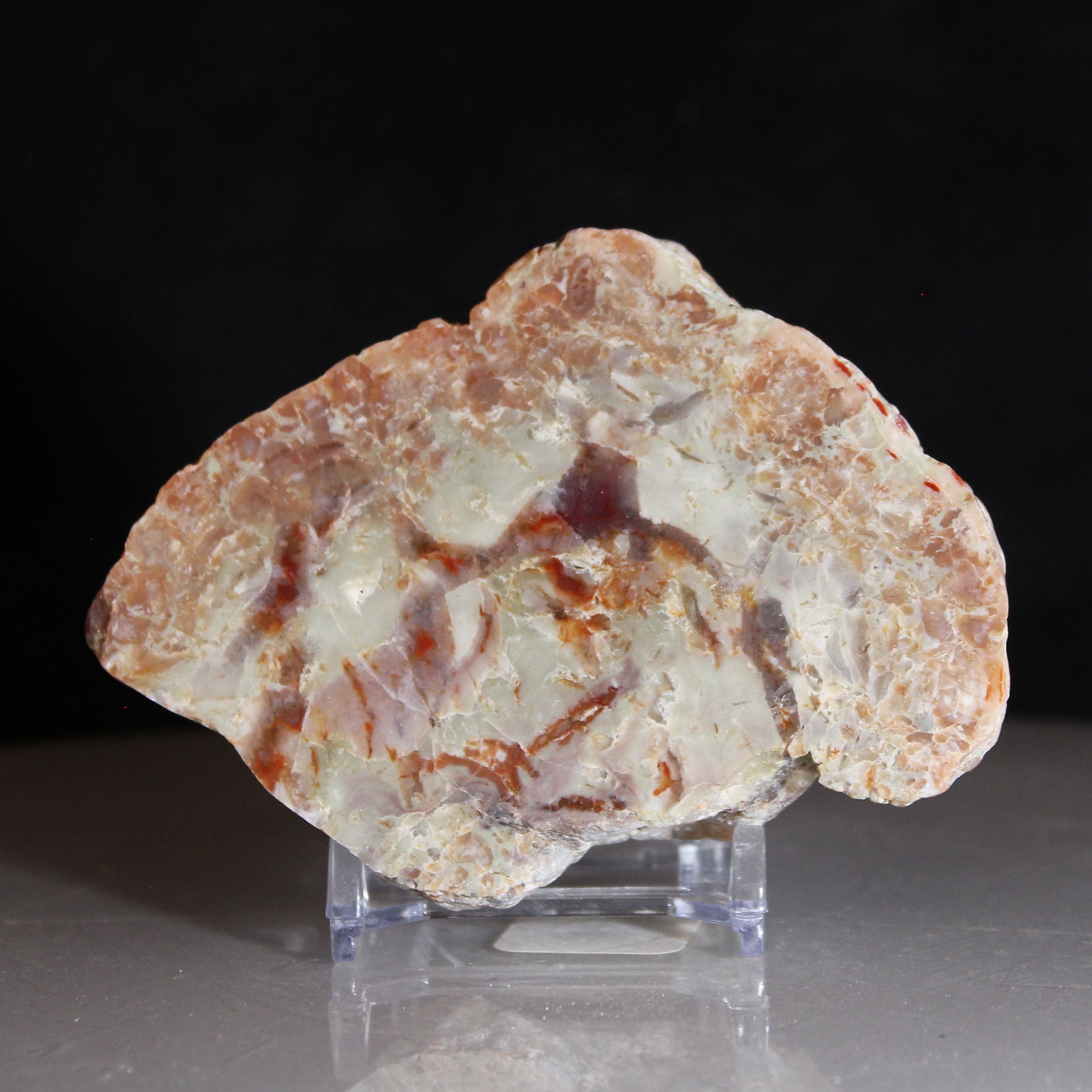 Wide Fossil Dinosaur Feces - Red White Coprolite