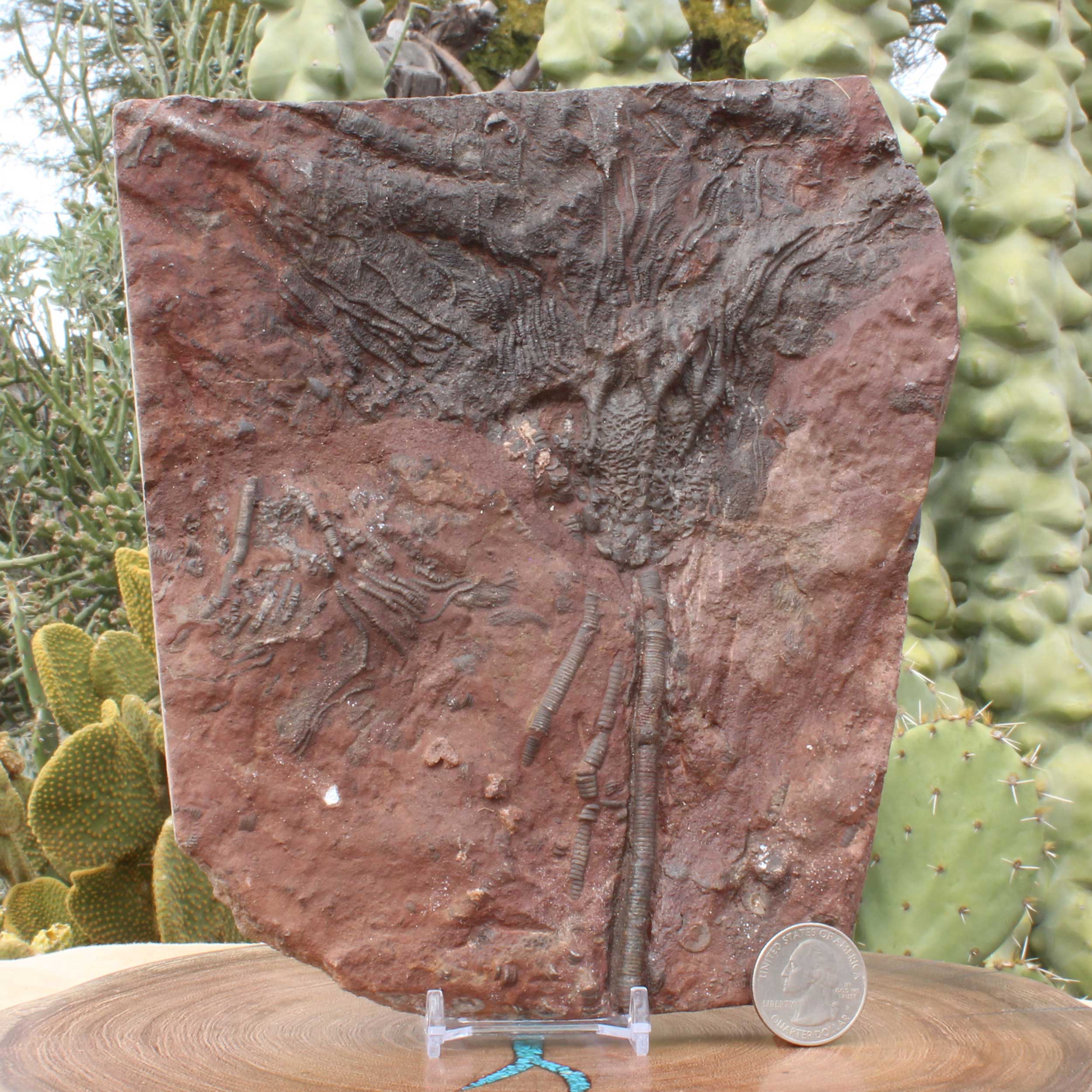 Crinoid Fossil Large Flower Ocean Animal: Natural Wonder