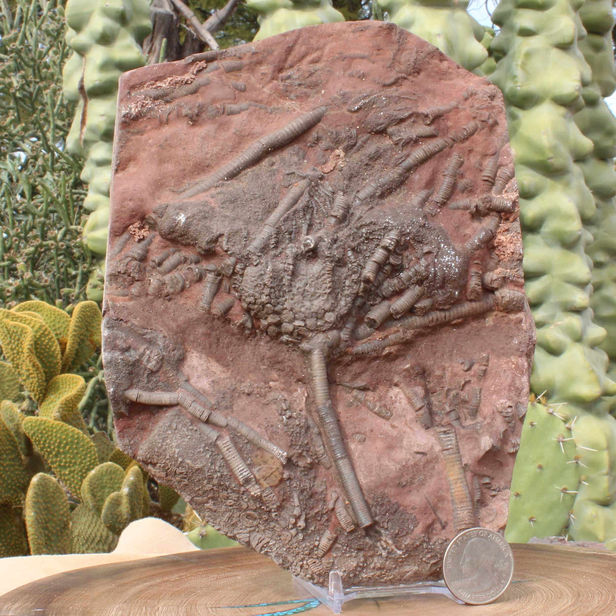 Crinoid Large Flowers - Fossil Animal - In-depth Detail