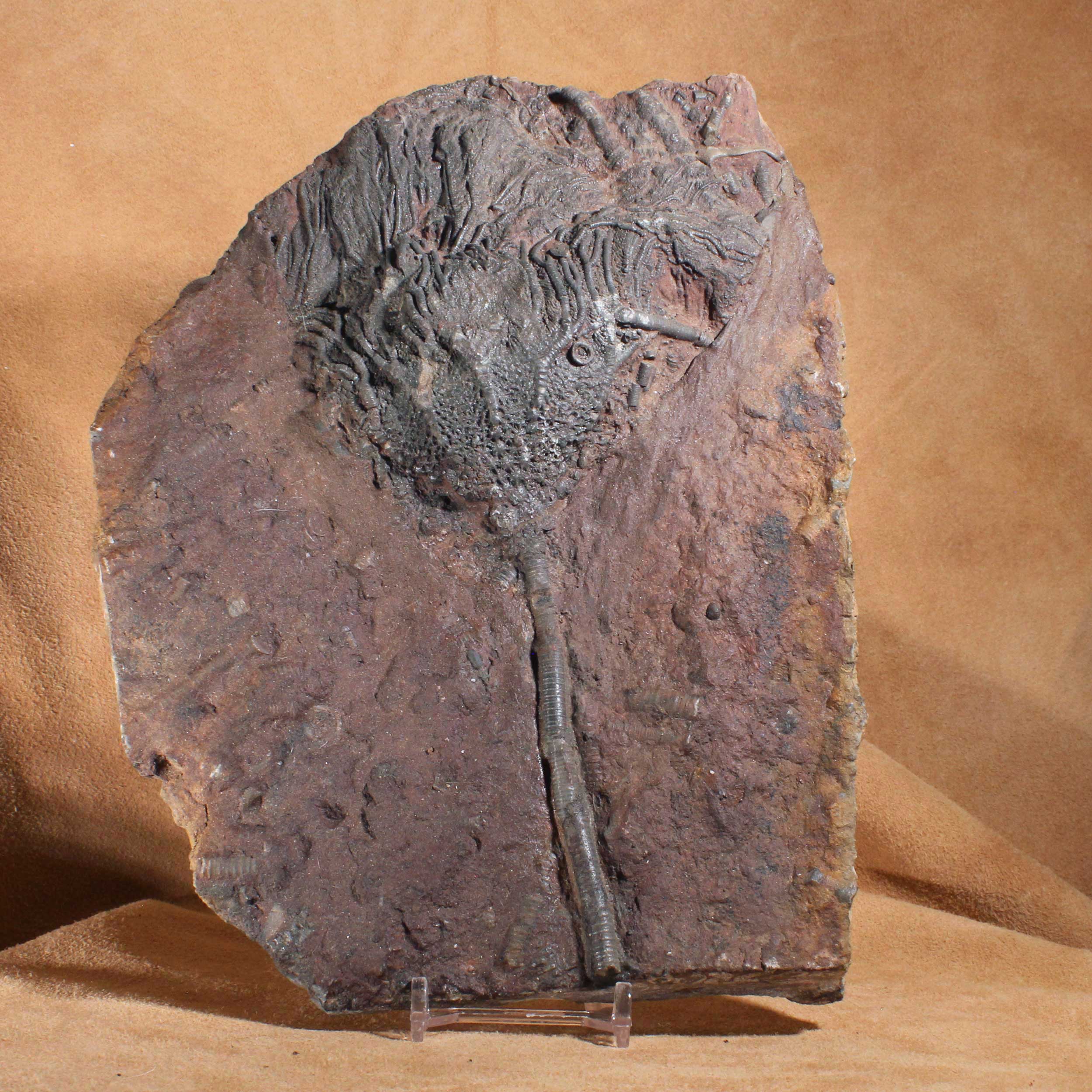 Crinoid Flower Body Ancient Sea Creature