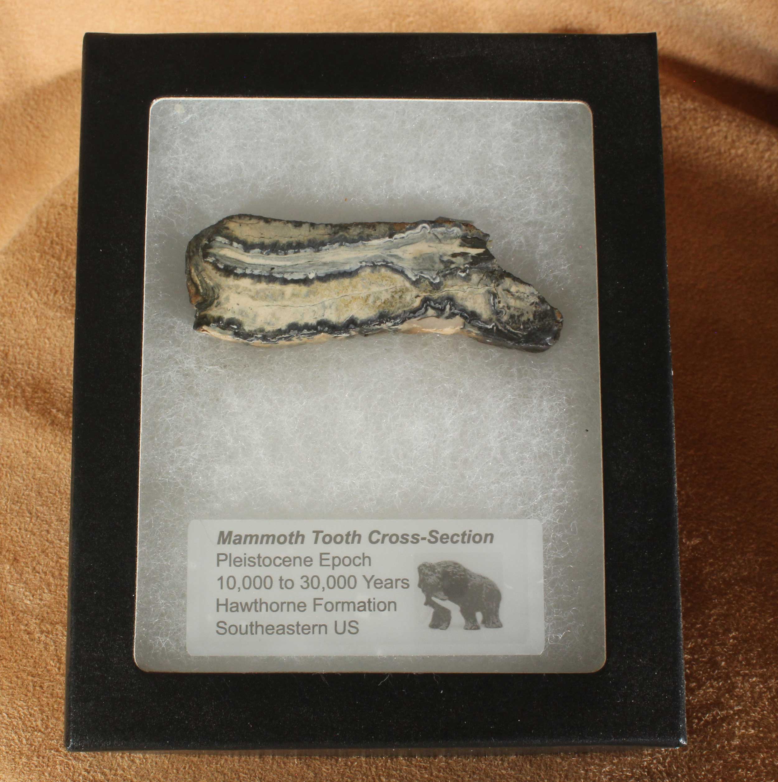 Narrow Cross Section Mammoth Fossil Tooth & Display Case