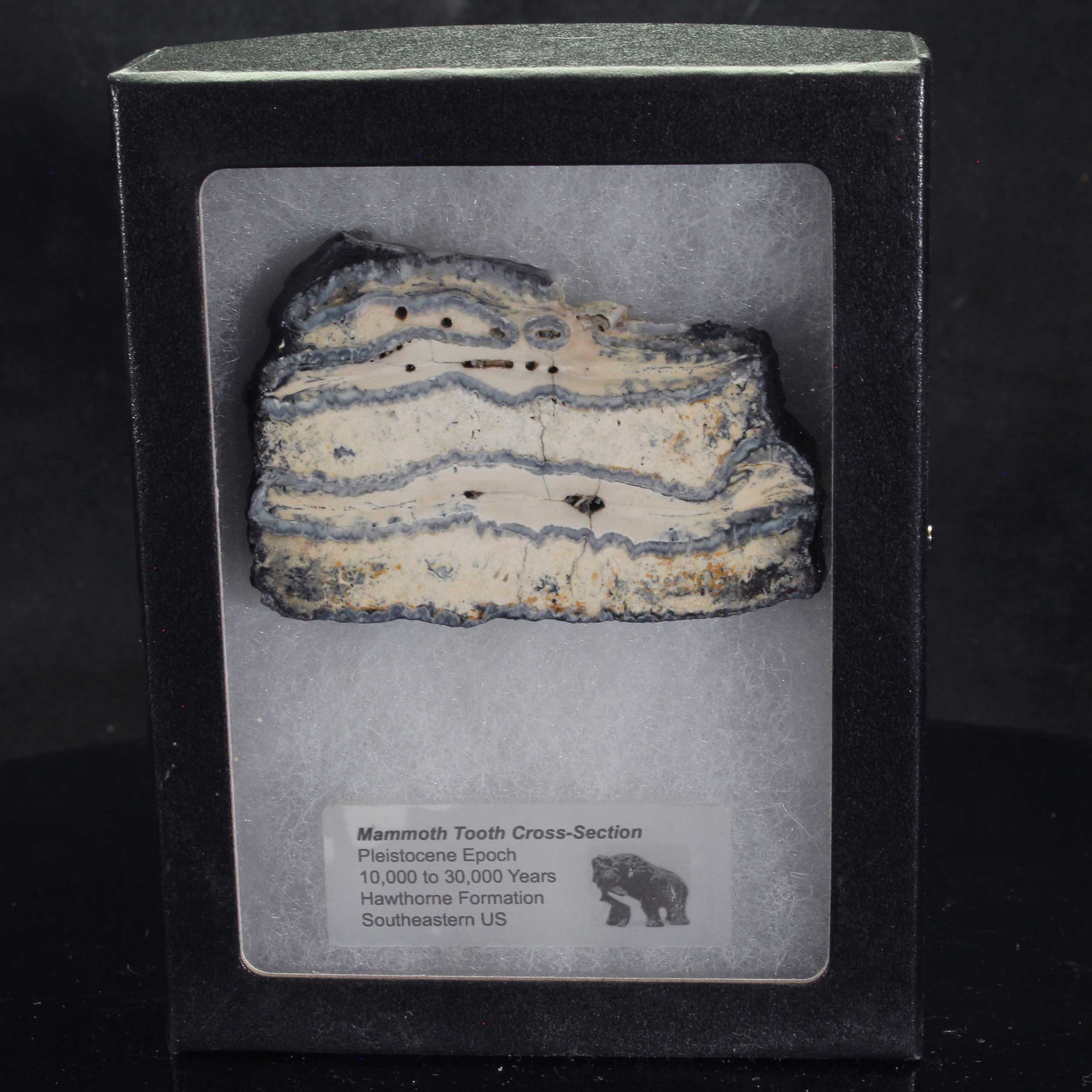 Mammoth Fossil Tooth in Display Case