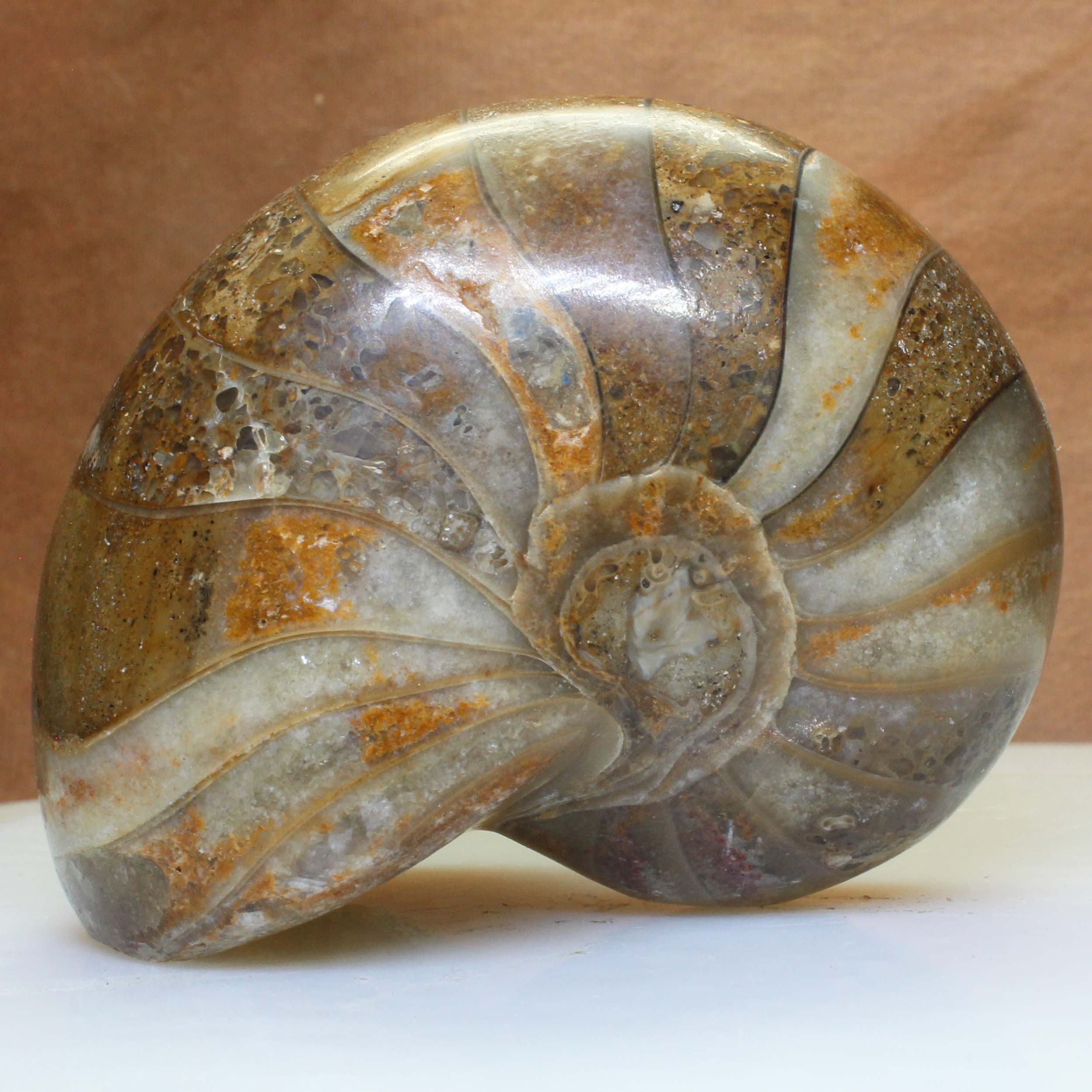 Nautilus Fossil Fish - Madagascar Original